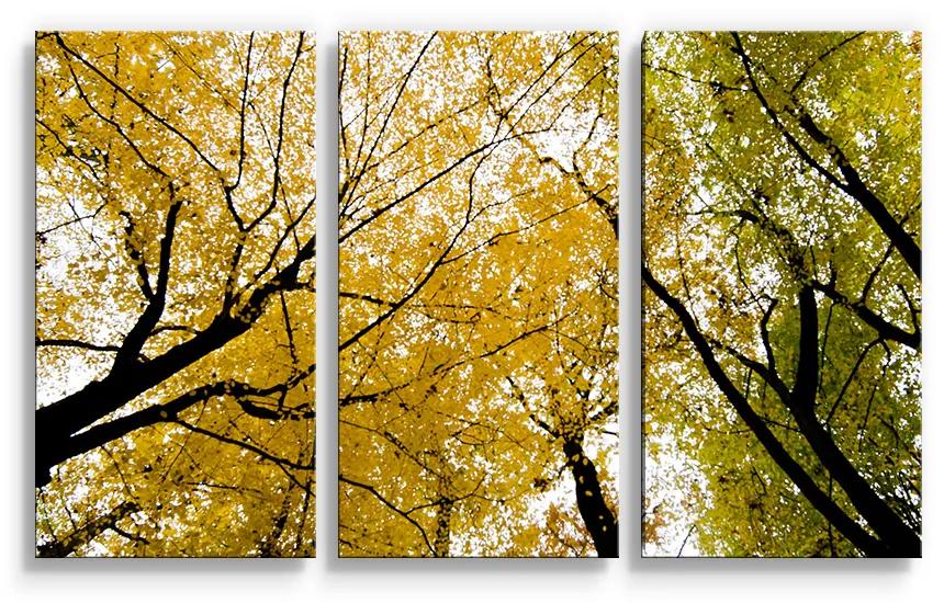 Sablio Obraz - 3-dílný Koruny stromů - 120x80 cm