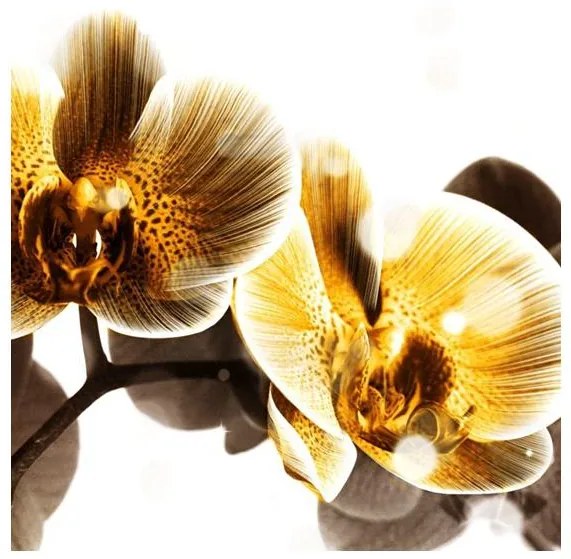 Obraz žlutých orchidejí (70x70 cm), 40 dalších rozměrů
