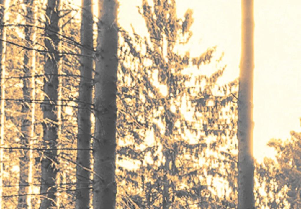 Obraz lesní záře sépie Velikost (šířka x výška): 200x80 cm