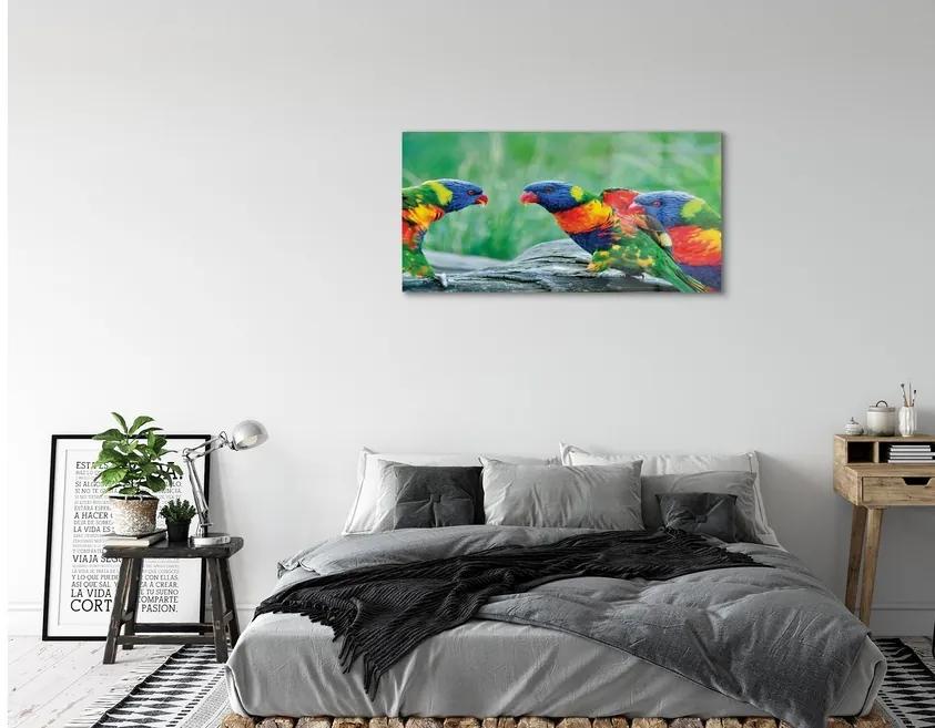 Obraz na skle Barevný papoušek stromu 100x50 cm