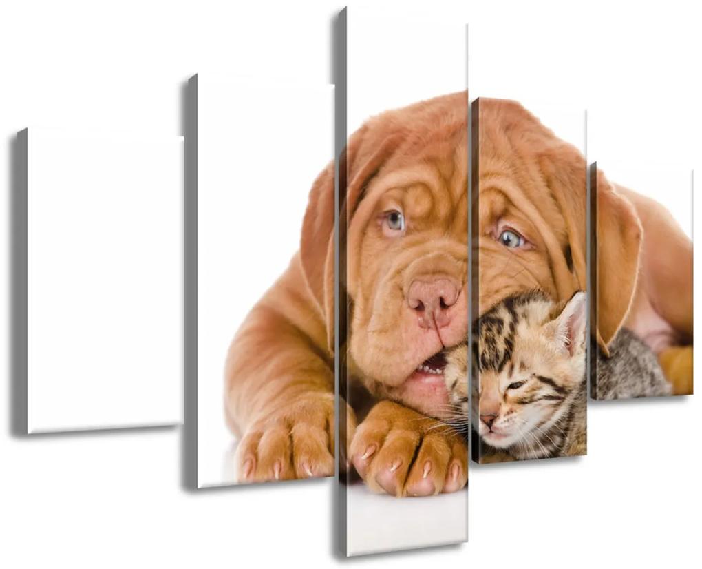 Gario 5 dílný obraz na plátně Jako kočka a pes Velikost: 100 x 70 cm