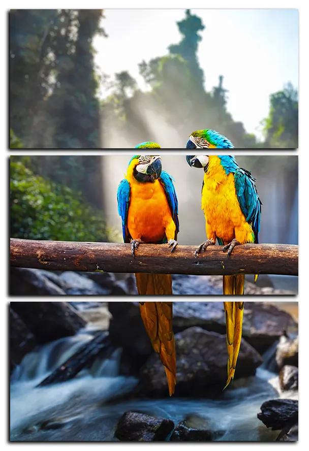 Obraz na plátně - Modro žluté Macaw - obdélník 7232B (105x70 cm)