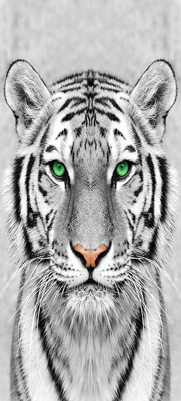 Samolepící fototapeta na dveře 95x210cm - Bílý tygr