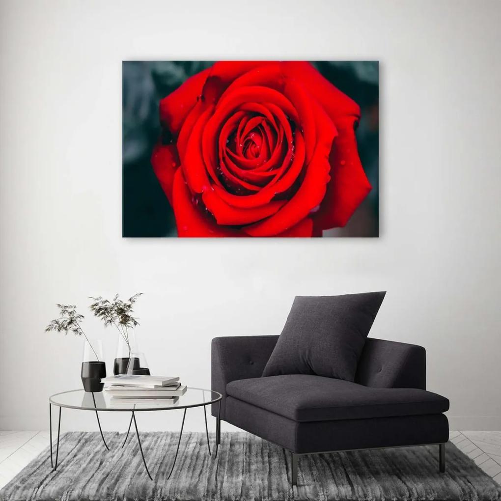 Obraz na plátně Krásný červený květ růže - 120x80 cm