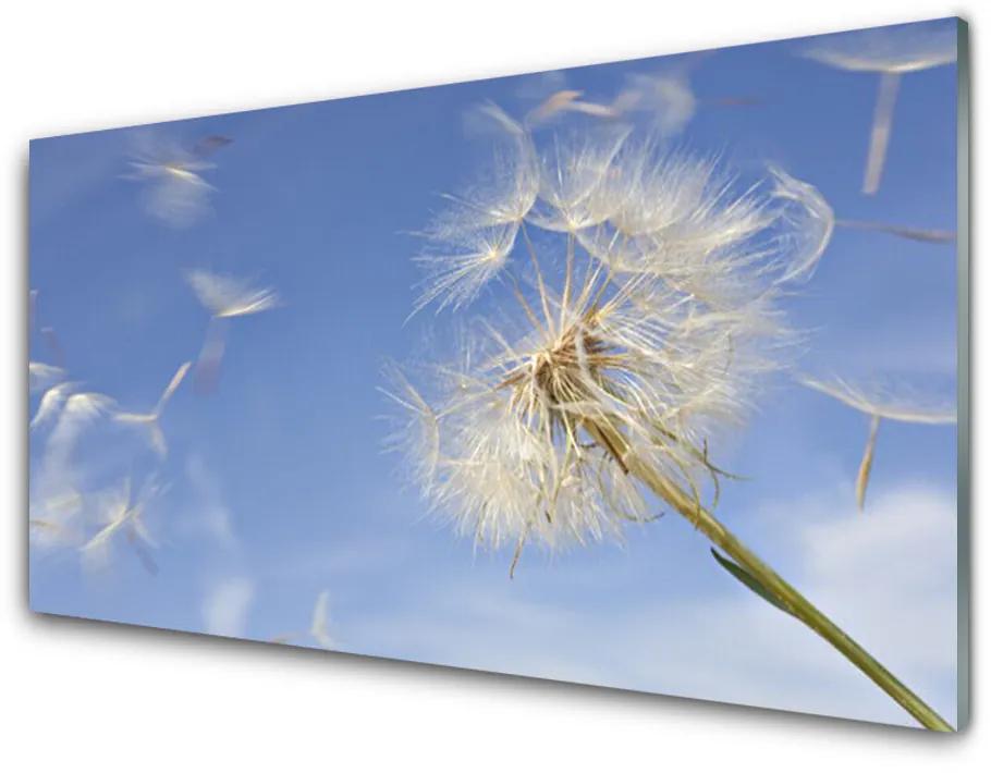 Obraz na skle Pampeliška Rostlina 120x60 cm