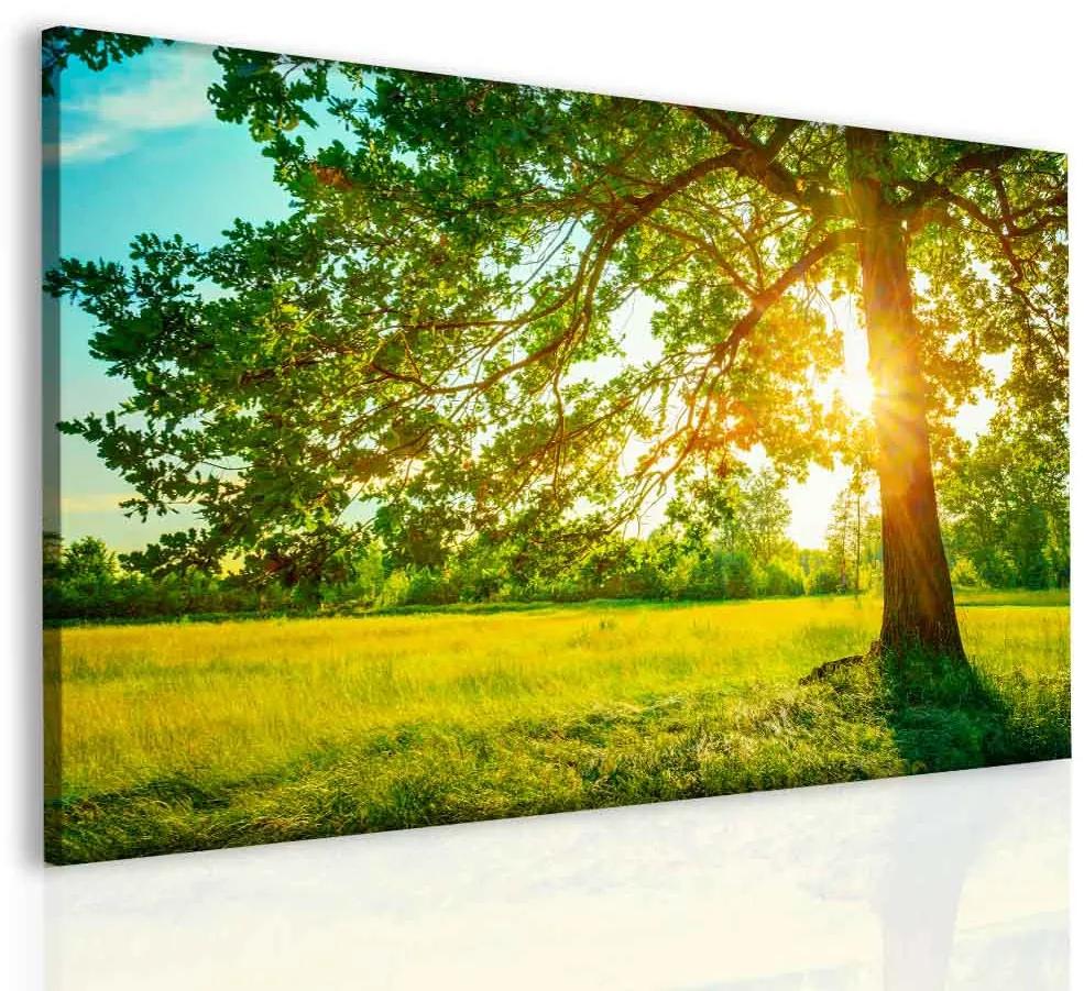 Malvis ® Obraz Strom v ranním slunci Velikost: pětidílný obdélník - 100x45 cm