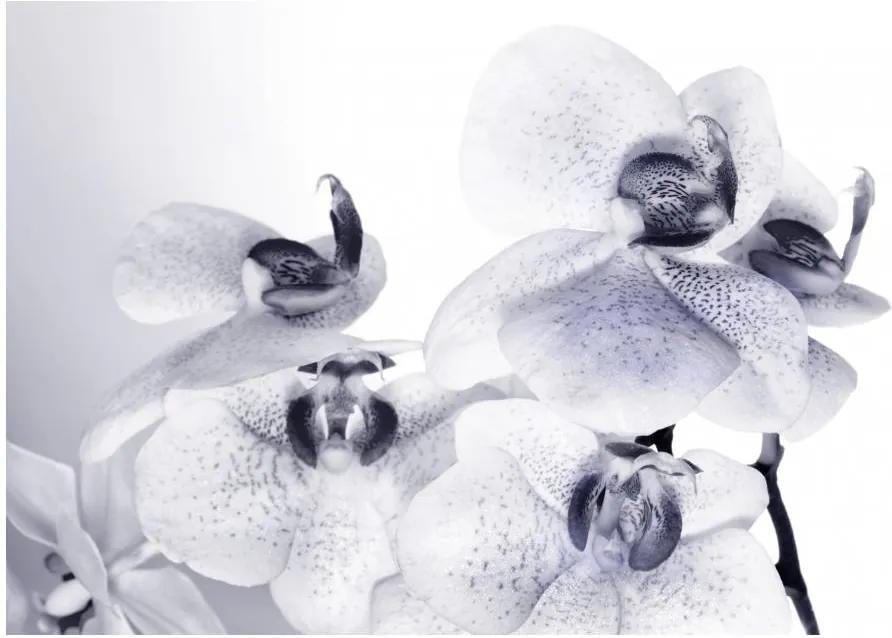Fototapeta vliesová čtyřdílná Orchidei
