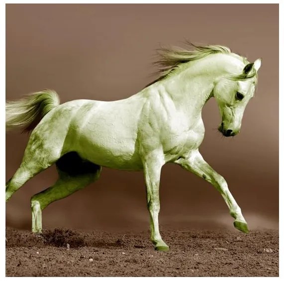 Obraz zeleného koně  (50x50 cm), 40 dalších rozměrů