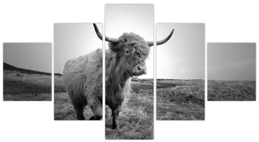 Obraz - Skotská kráva, černobílá (125x70 cm)