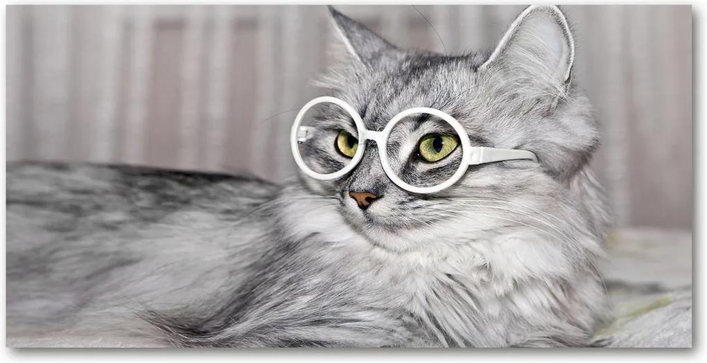 Foto obraz akrylové sklo Kočka v brýlích