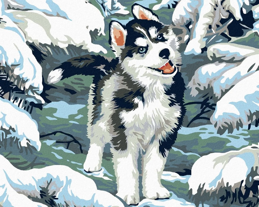 zuty malování podle čísel - malý husky, 50x40 cm, vypnuté plátno na rám