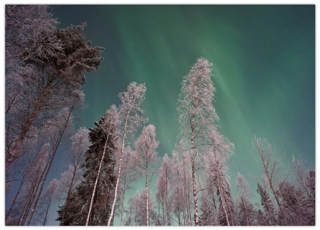 Obraz polární záře nad zmrzlými stromy (70x50 cm)