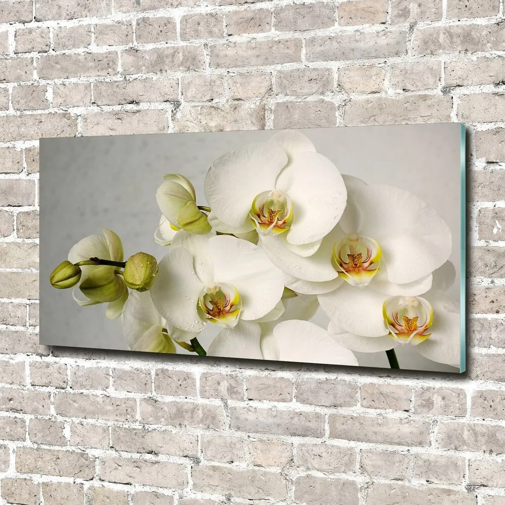 Wallmuralia Fotoobraz na skle Bílá orchidej 140x70 cm