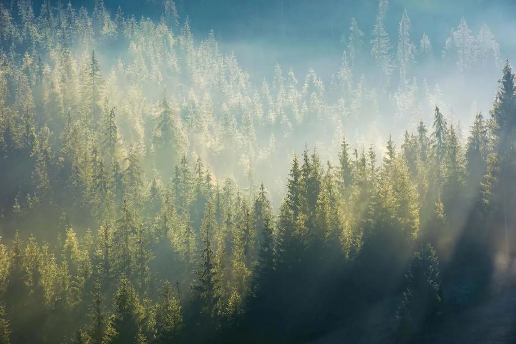 DIMEX | Samolepicí vliesová fototapeta na zeď Mlha nad lesem MA-5-1868 | 375 x 250 cm | zelená, bílá, černá, šedá