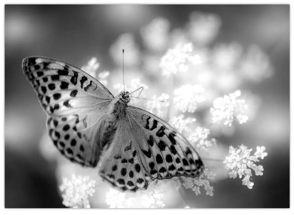 Skleněný obraz - Detail motýla opylující květ (70x50 cm)