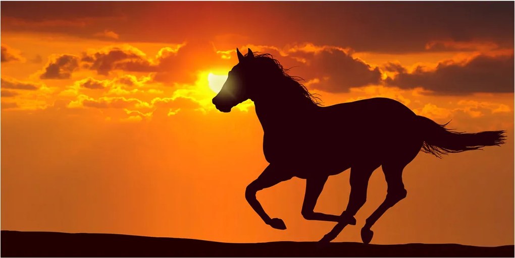Foto obraz akrylový na stěnu Kůň západ slunce