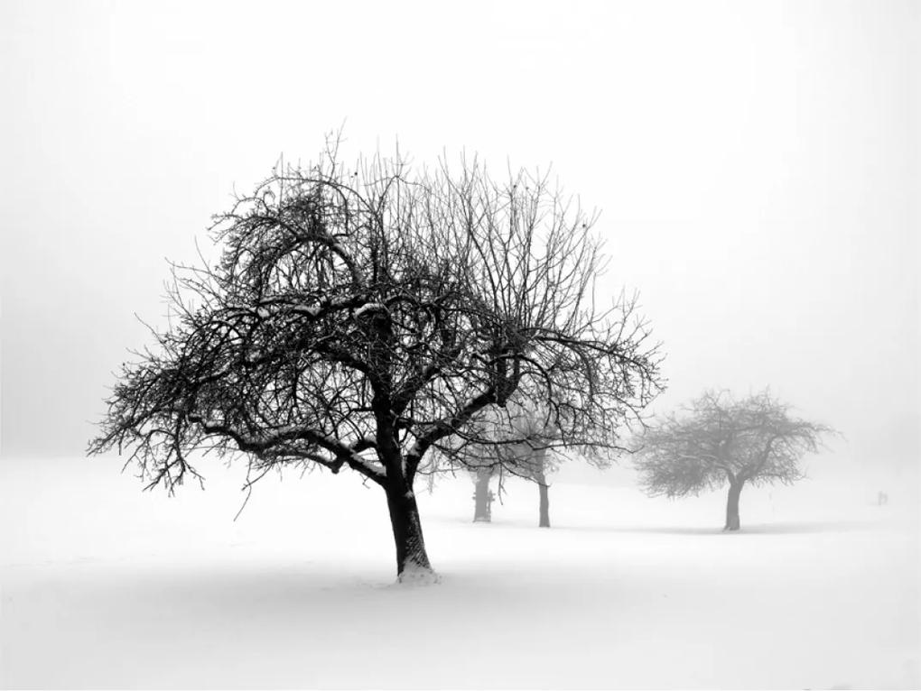 Fototapeta - stromy v zimě (150x116 cm) - Murando DeLuxe