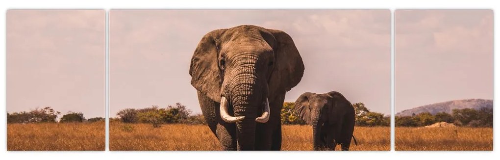 Obraz - Příchod slona (170x50 cm)