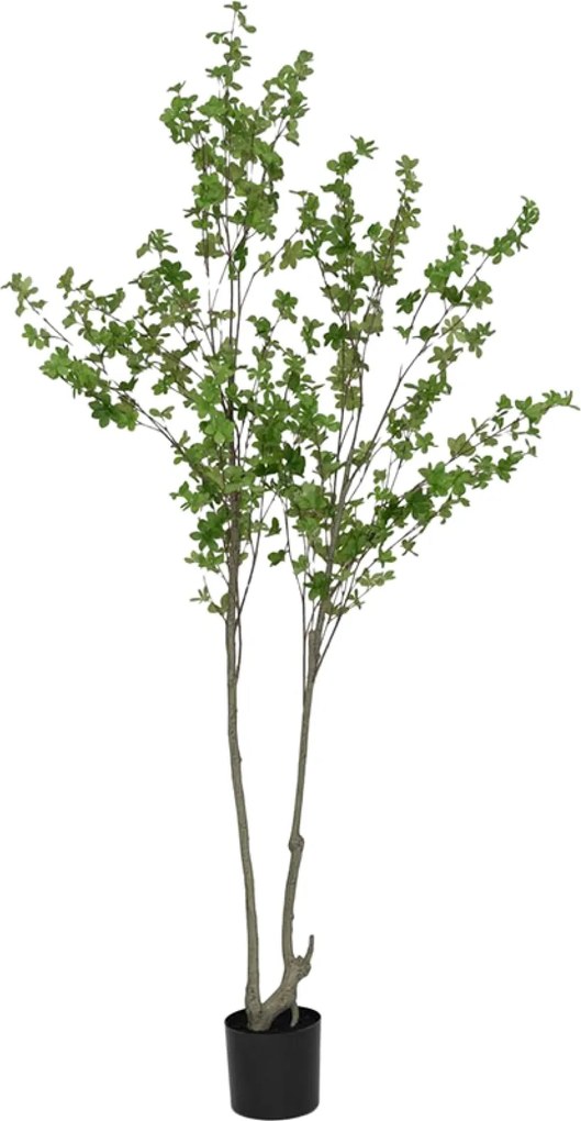 Enkianthus Perulatus umělý 240 cm