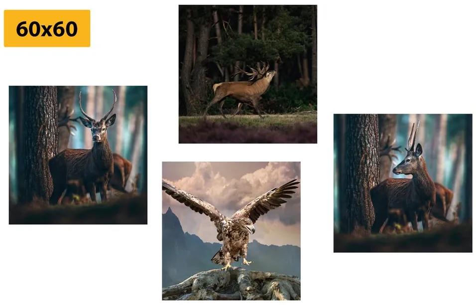 Set obrazů krása lesních zvířat Varianta: 4x 40x40