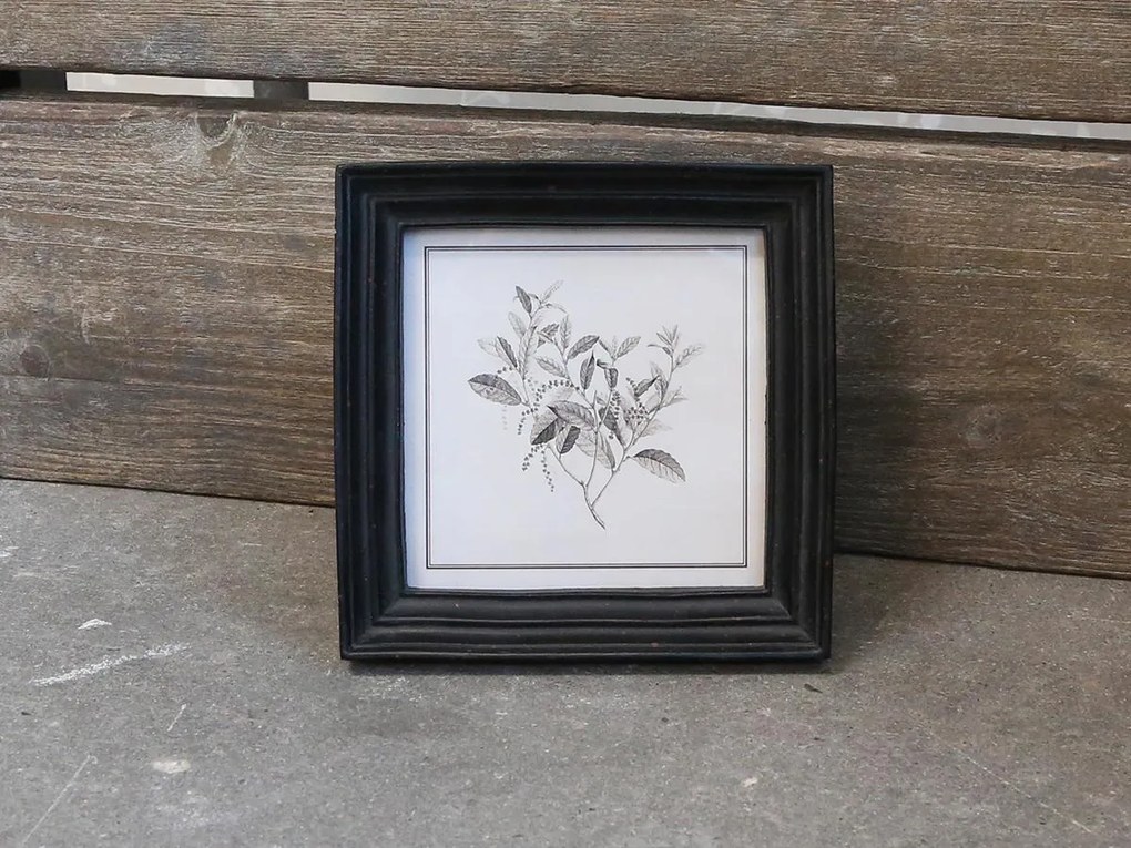 Chic Antique Botanický obrázek v rámečku Black 16x16 cm, černá barva, sklo, plast