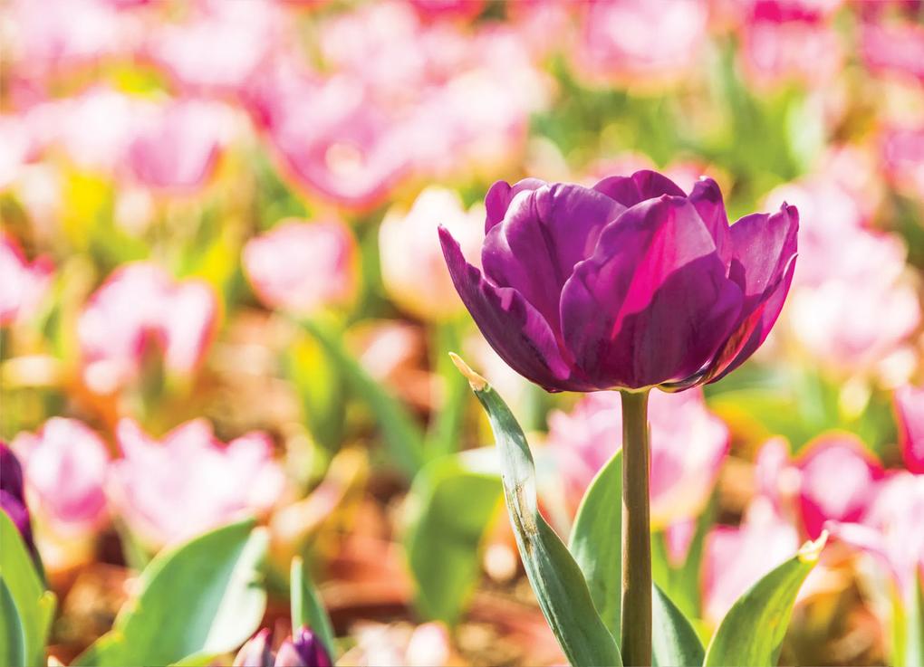 Malvis ® Tapeta Pestrý tulipán Vel. (šířka x výška): 360 x 260 cm