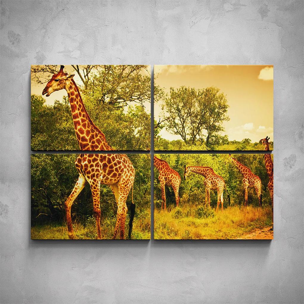 4-dílný obraz - Stádo žiraf - PopyDesign