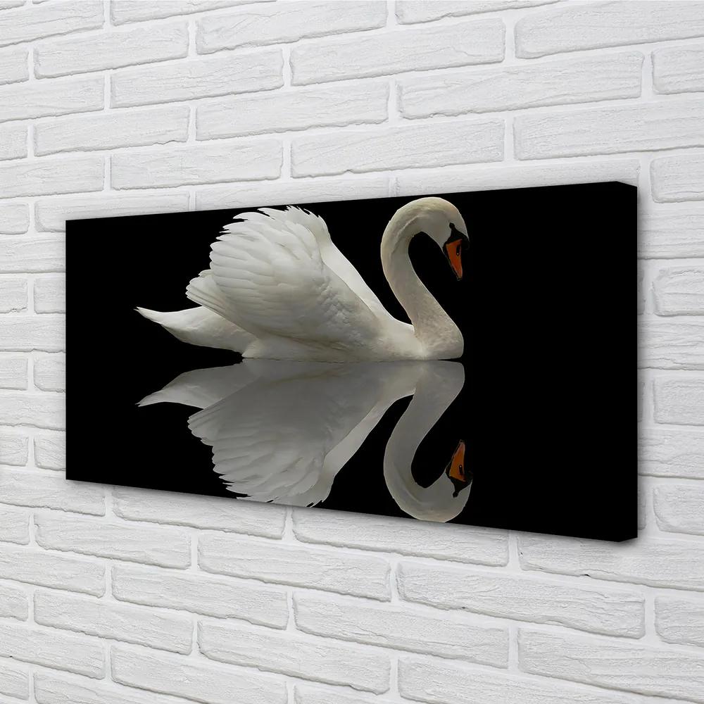 Obrazy na plátně Swan v noci 140x70 cm