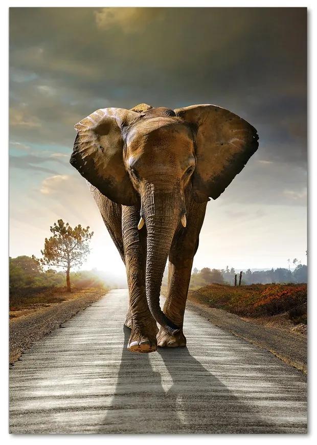 Wallmuralia Foto obraz akrylové sklo Chodící slon 70x100 cm