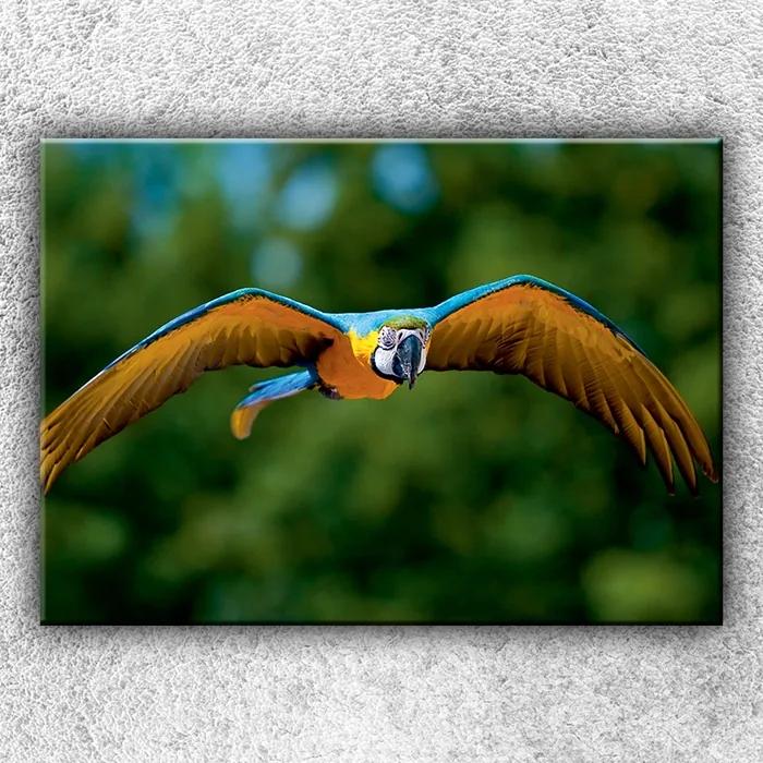 Obraz na zeď Letící papoušek Ara 2