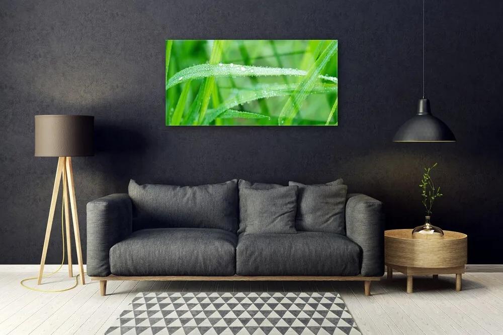 Obraz na skle Listy Kapky Rosy Příroda 100x50 cm