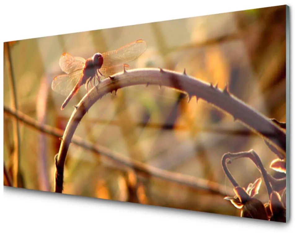 Obraz na skle Vážka Příroda Rostlina