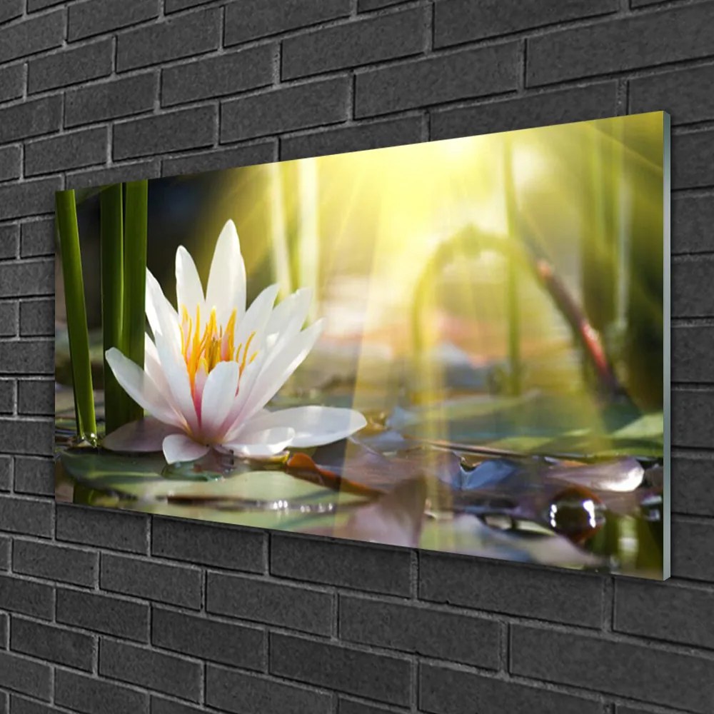 Obraz na skle Vodní Lilie Slunce Rybník 125x50 cm