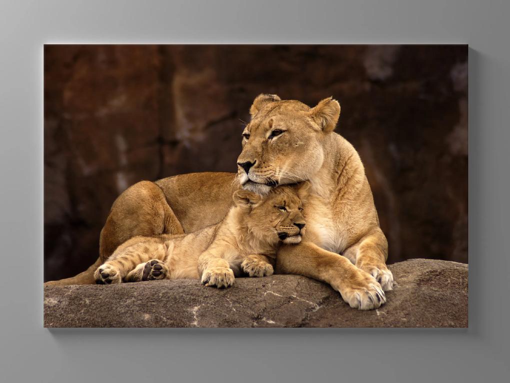 Liox Obraz lvice se lvíčetem Rozměr: 120 x 80 cm