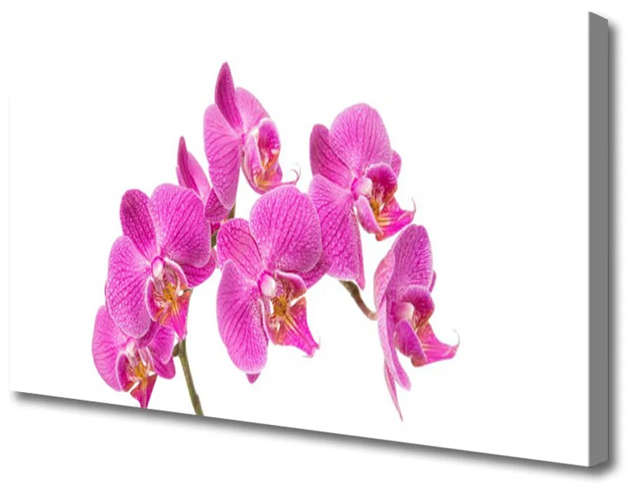 Obraz na plátně Orchidej Květiny Příroda 125x50 cm