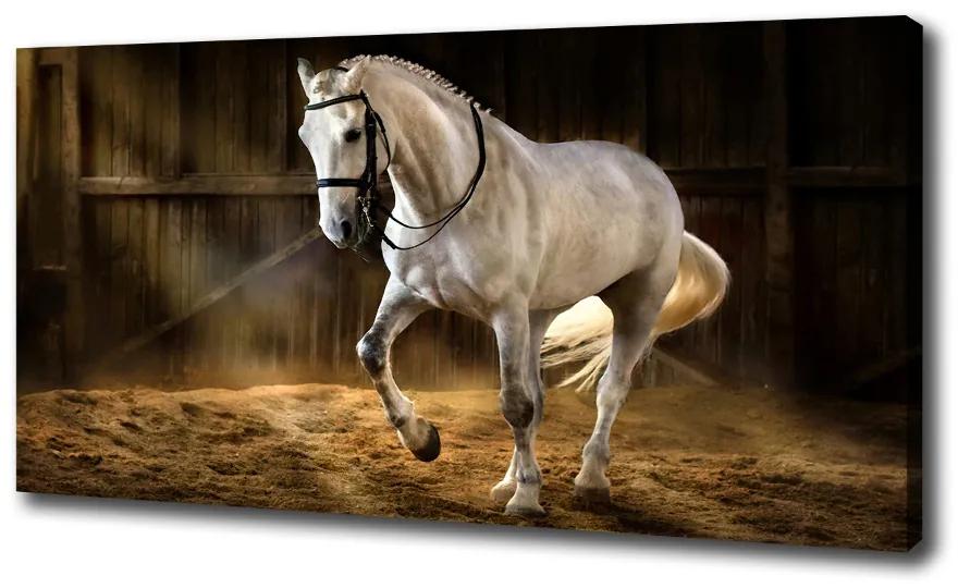 Wallmuralia Foto obraz tištěný na plátně Bílý kůň ve stáji 100x50