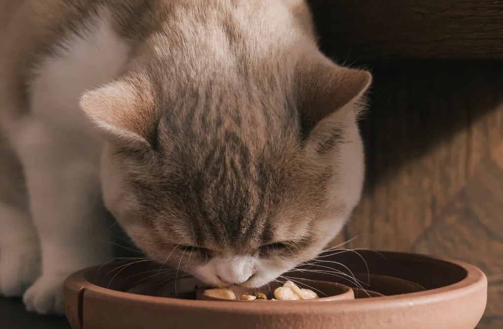 PINO PETS Miska pro kočky PINO | mramorované provedení Marble | Whisker Friendly | různé barvy Barva: Salmon Terra (mramorovaný vzor)
