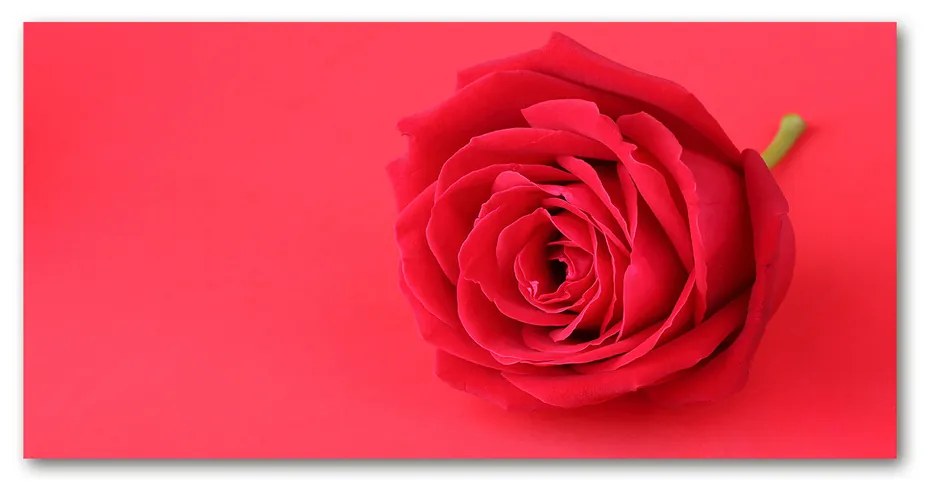 Wallmuralia Foto-obrah sklo tvrzené Červená růže 100x50 cm