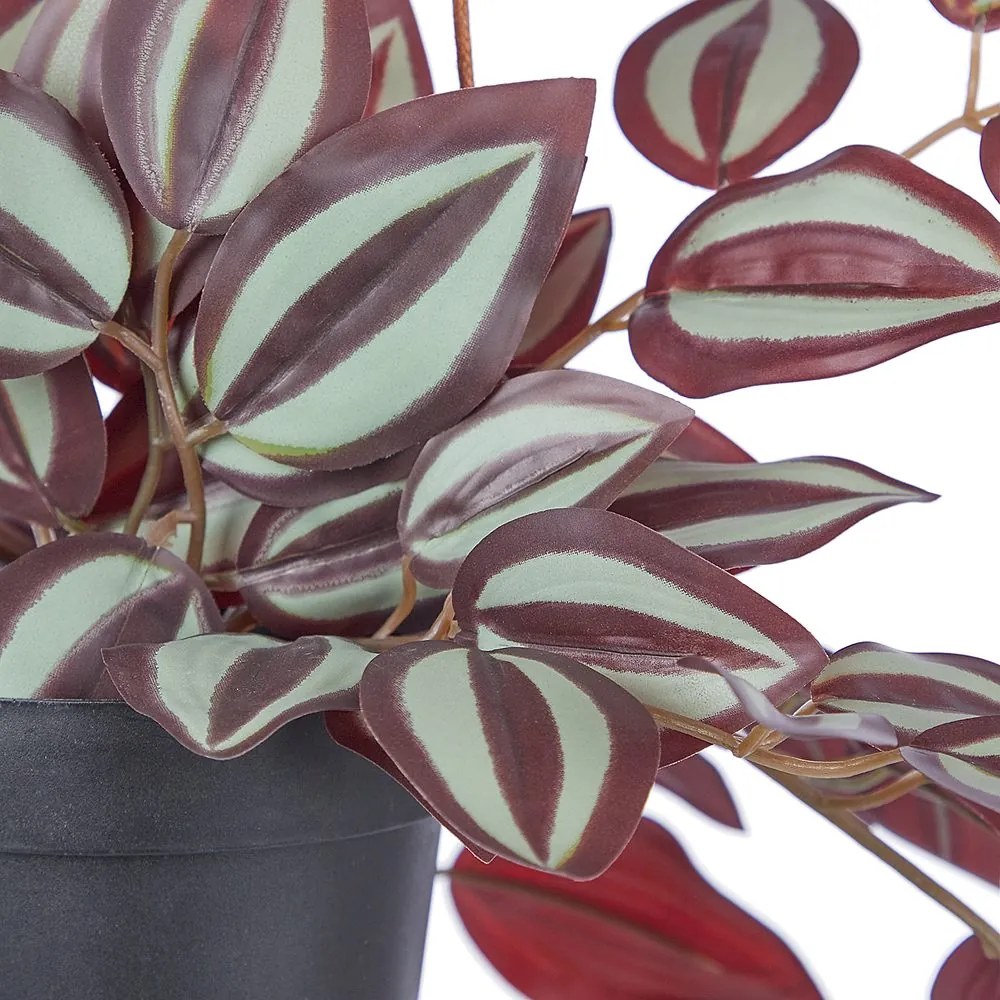 FLORISTA Tradescantia zebrina v květináči 50 cm