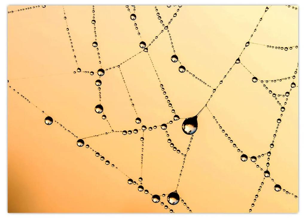 Obraz orosené pavučiny (70x50 cm)