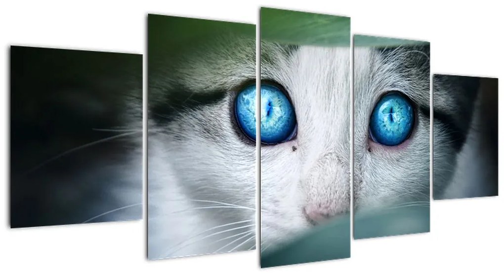Obraz kočky, zářivé oči