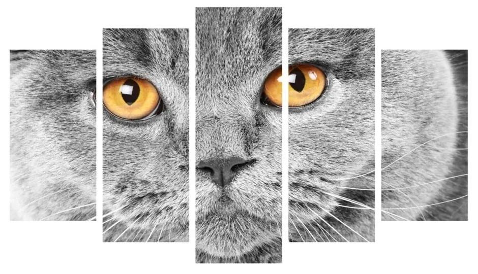 Vícedílný obraz Insigne Cat Eyes, 102 x 60 cm