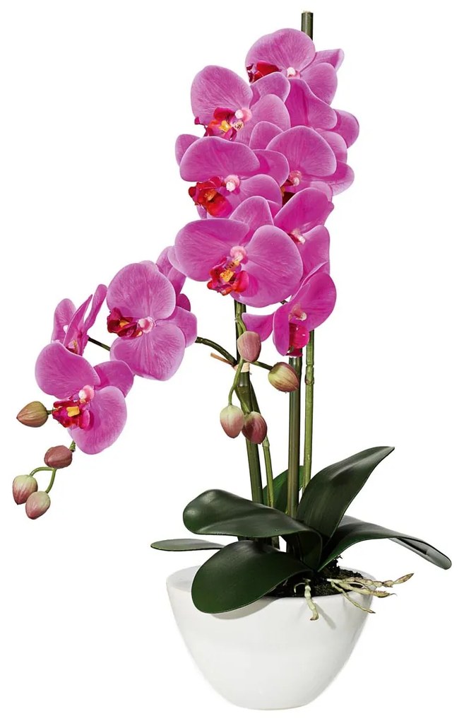 Gasper Orchidej x12, 50 cm fialová, v keramické misce 14