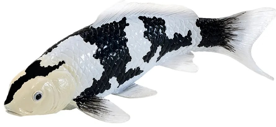Mojo Kapr koi shiro utsuri