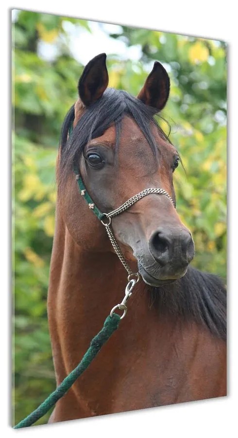 Wallmuralia Foto obraz akrylový do obýváku Portrét koně 60x120 cm