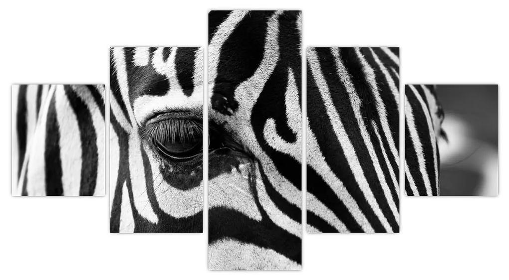 Obraz zebry (125x70 cm)