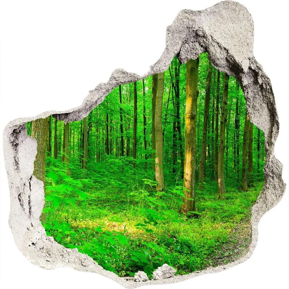 Wallmuralia Samolepící díra nálepka Stromy v lese 75x75 cm