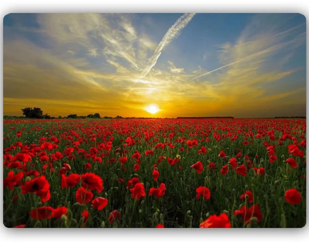 CARO Kovový obraz - Poppies At Sunset 60x40 cm