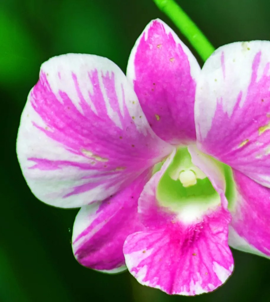 Malvis ® Vícedílný obraz - Orchidej v přírodě Velikost: 90x60 cm