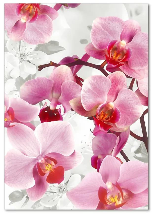 Wallmuralia Foto obraz akrylové sklo Růžová orchidej 70x100 cm